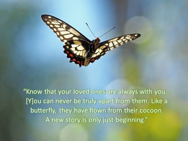 Can A Simple Butterfly Bring Comfort In Grief? – The Meaning of Forever